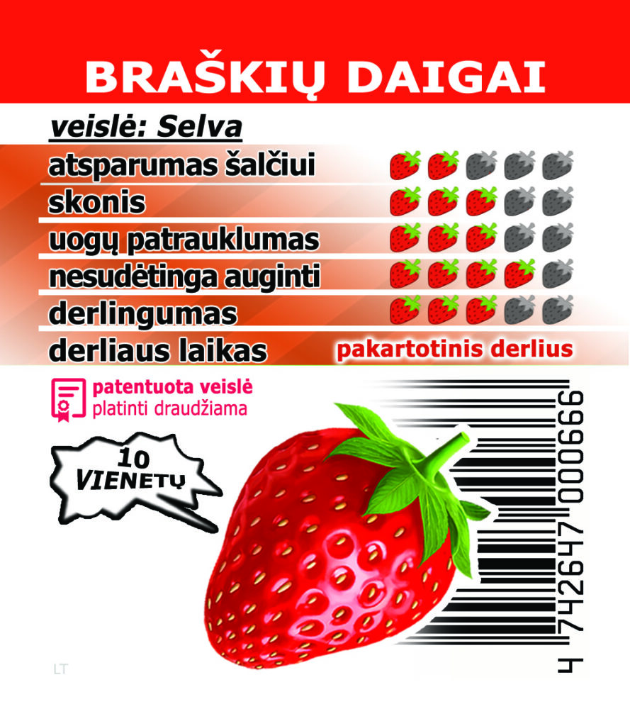 Braškė Selva 10 daigai • Braškių daigai